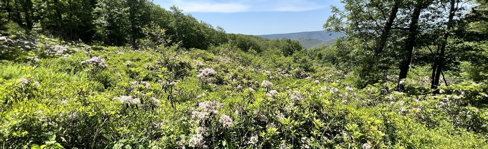 The Dragons Back Trail: 57 Reviews, Map - Pennsylvania | AllTrails