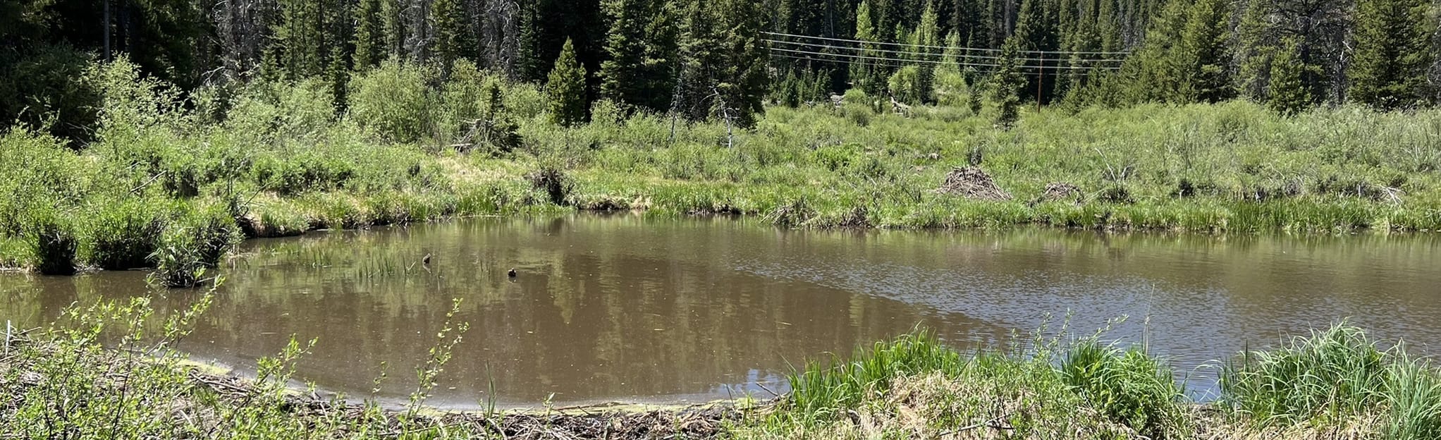 AllTrails | Elk Meadow: 158 Reviews, Map - Colorado