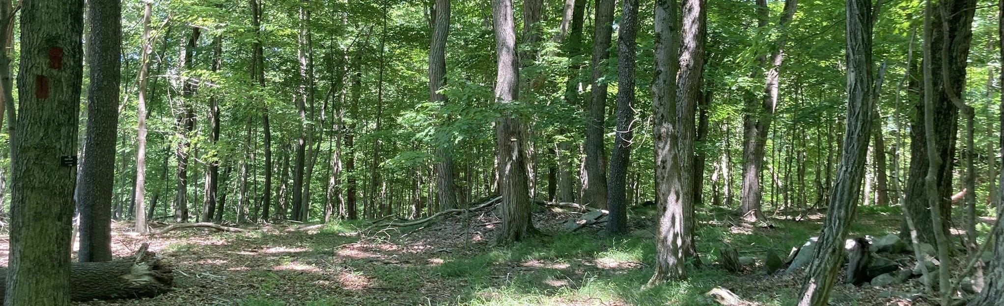 Benton Homestead Red Trail Loop, Connecticut - 6 Reviews, Map | AllTrails