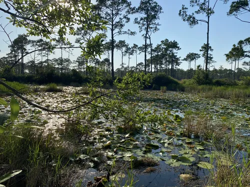 Best Hikes and Trails in Pumpkin Hill Creek Preserve State Park | AllTrails