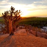 Twisted Forest, Utah - 158 Reviews, Map | AllTrails