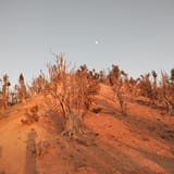 Twisted Forest, Utah - 158 Reviews, Map | AllTrails