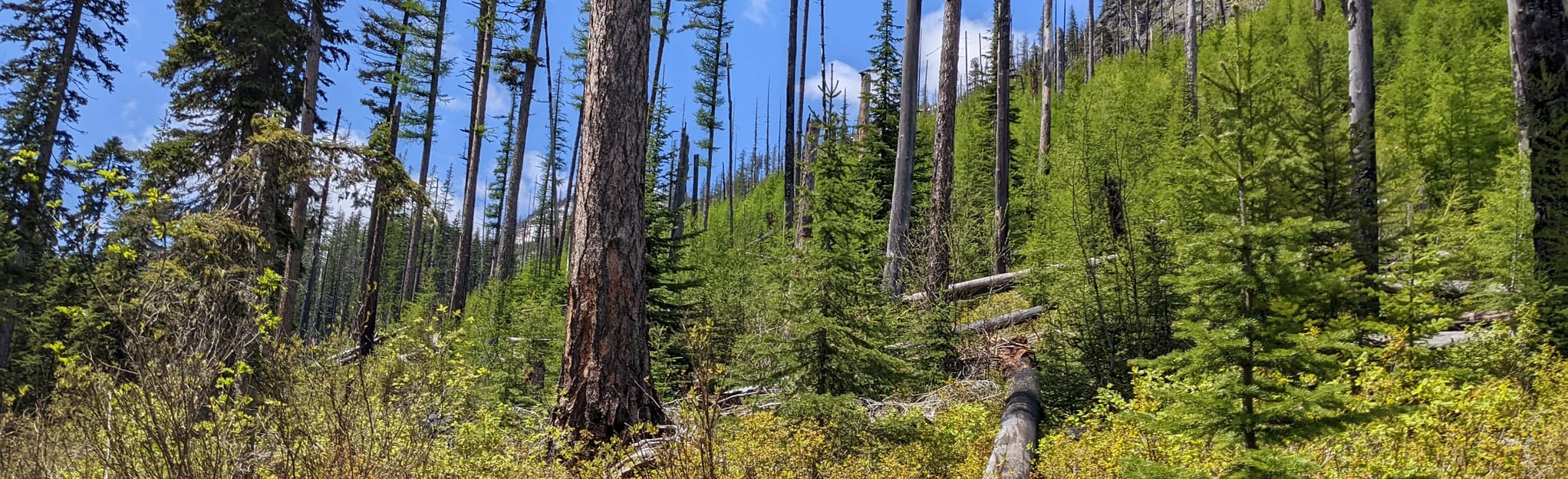 Cedar Lakes Trail: 120 Reviews, Map - Montana | AllTrails