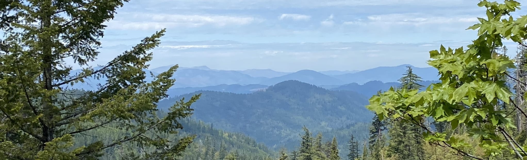 Big Tree Loop, Oregon - 61 Reviews, Map | AllTrails