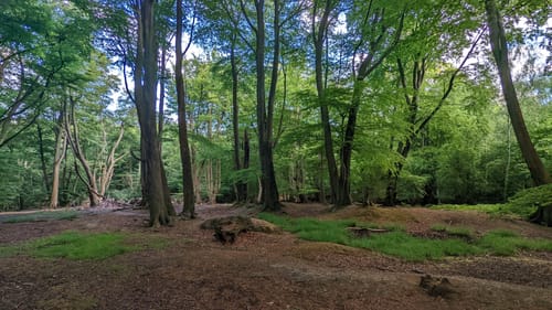 Best 10 Hikes and Trails in Epping Forest | AllTrails