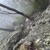 Wells Cave Track, Victoria, Australia - 32 Reviews, Map | AllTrails