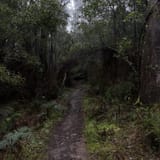 Wells Cave Track, Victoria, Australia - 32 Reviews, Map | AllTrails