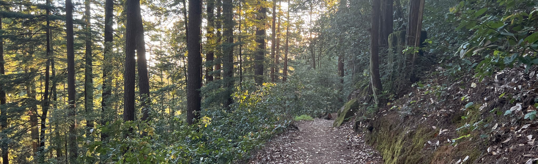 Crystal Springs, Summit, Chinquapin and Dean Loop: 1,084 Reviews, Map ...