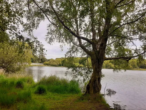 Best Forest Trails in Roundwood | AllTrails