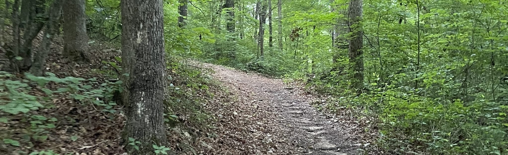 Yellow River South Loop, Georgia - 93 Reviews, Map | AllTrails