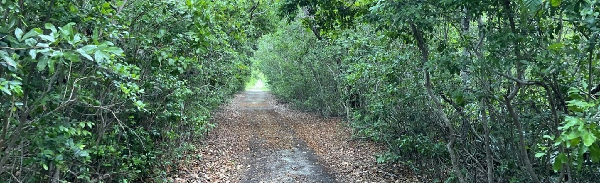 Elliott Key Interpretive Loop: 14 foto's - Florida | Wandelen - AllTrails