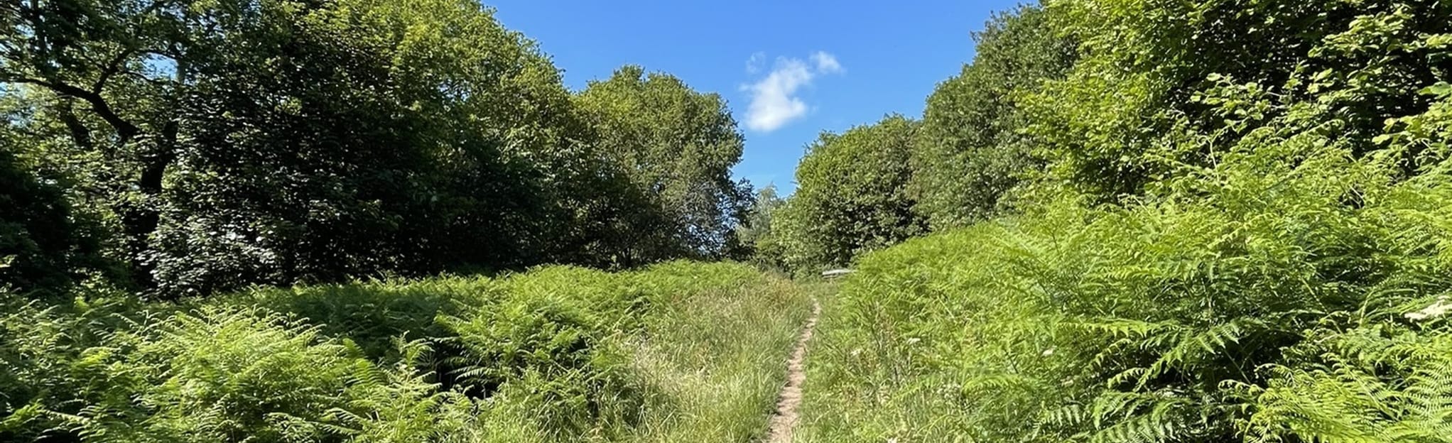 Hedley Hall Wood, Beamish Burn via Blue Trail Circular: 13 Reviews, Map ...