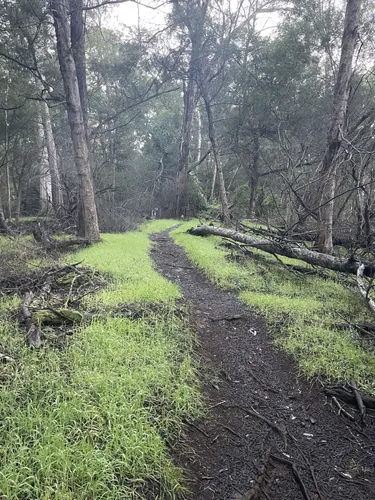 Best Hikes and Trails in Pemberton Forest Park | AllTrails