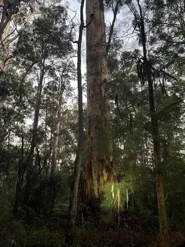 Best Hikes and Trails in Pemberton Forest Park | AllTrails