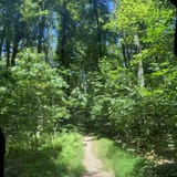 Boyd Big Tree Preserve Conservation Area Creek Trail, Pennsylvania ...