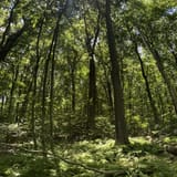 Boyd Big Tree Preserve Conservation Area Creek Trail, Pennsylvania ...