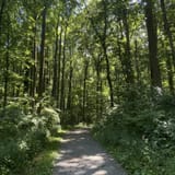 Boyd Big Tree Preserve Conservation Area Creek Trail, Pennsylvania ...