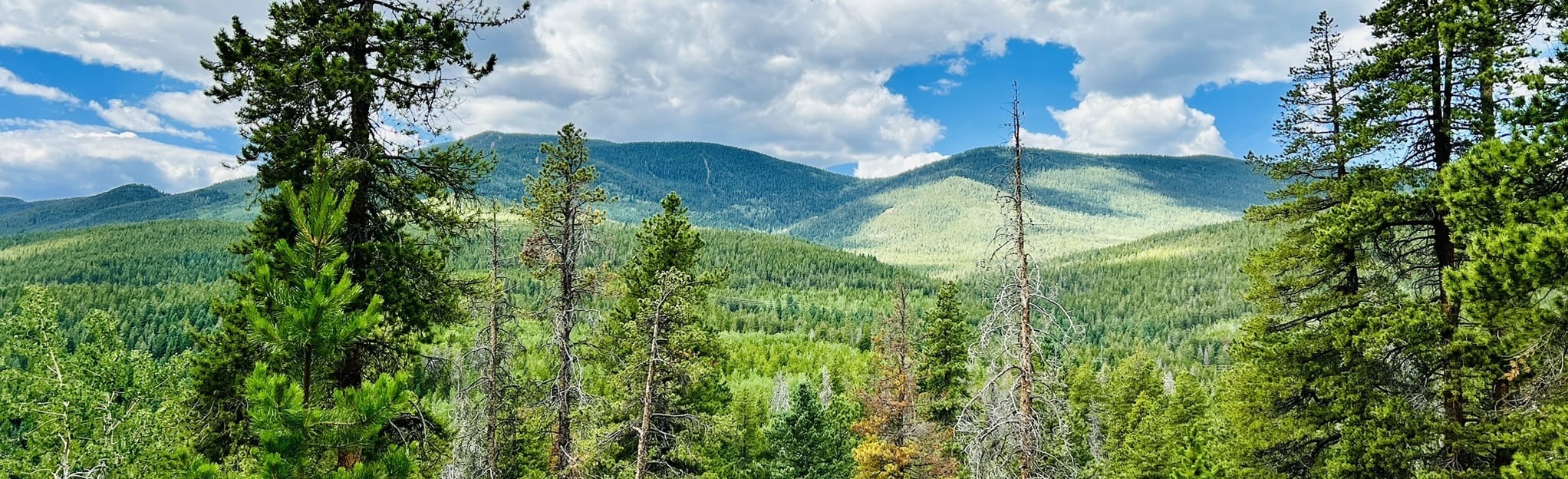 Maxwell Falls Bluffs Cliffside Trail Loop: 2114 Reviews, Map - Colorado ...