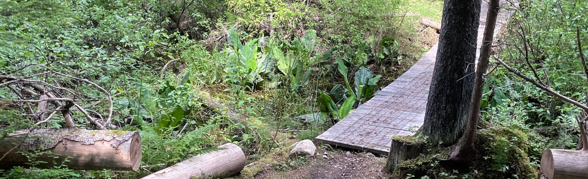 Blue River Race Track Loop, British Columbia, Canada - 7 Reviews, Map ...