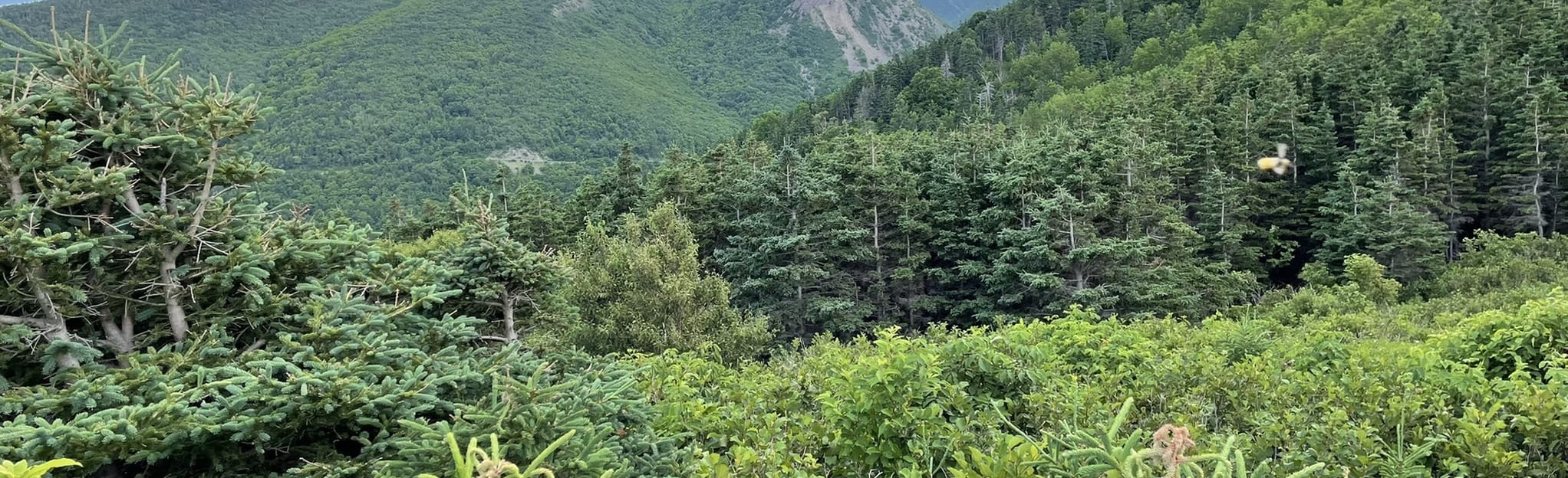 Meat Cove Overlook, Nova Scotia, Canada - 233 Reviews, Map | AllTrails