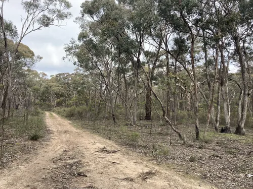 Best Wild Flowers Trails in Heathcote Graytown National Park | AllTrails