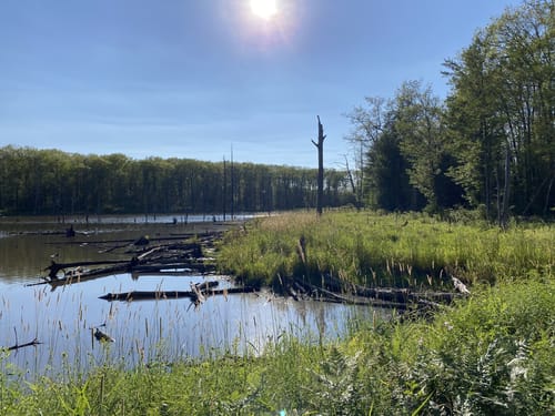 Best Hikes and Trails in Erwin Wildlife Management Area | AllTrails