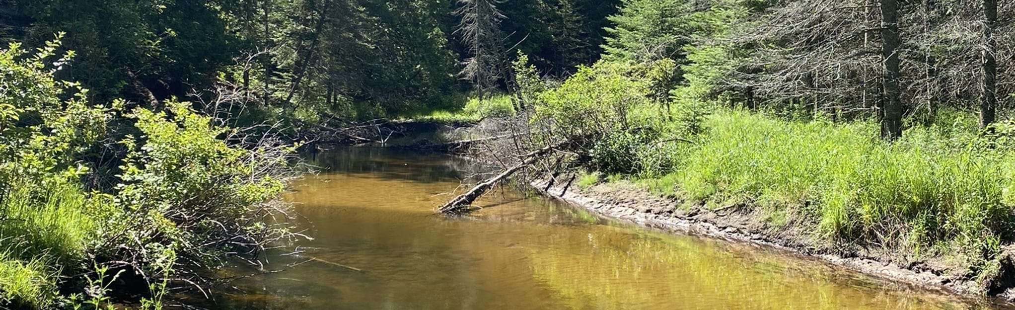Ocqueoc Falls Bicentennial Pathway, Michigan - 119 Reviews, Map | AllTrails