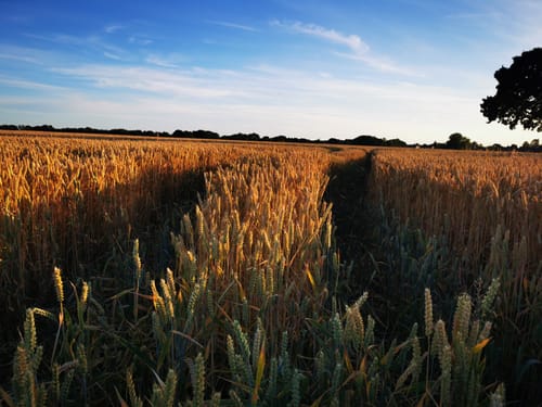 Best Hikes and Trails in Culcheth Linear Park | AllTrails