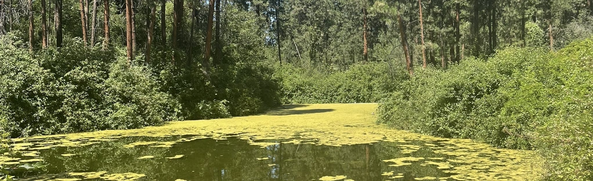 Turtle Pond Trail: 105 foto - Columbia Britannica, Canada | AllTrails