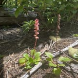 Warm Springs Falls Trail, Oregon - 121 Reviews, Map | AllTrails