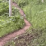 Engineer Mountain Trail, Colorado - 303 Reviews, Map | AllTrails