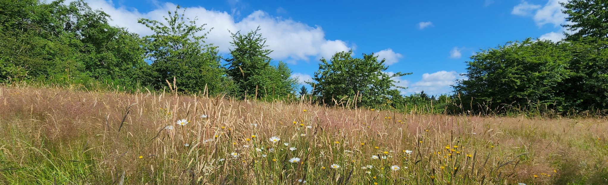 Clark Lake Park: 261 Reviews, Map - Washington | AllTrails