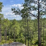 Longleaf Vista Interpretive Trail, Louisiana - 278 Reviews, Map | AllTrails