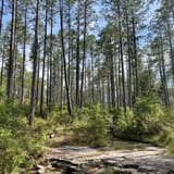 Longleaf Vista Interpretive Trail, Louisiana - 278 Reviews, Map | AllTrails