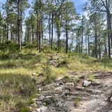 Longleaf Vista Interpretive Trail, Louisiana - 278 Reviews, Map | AllTrails