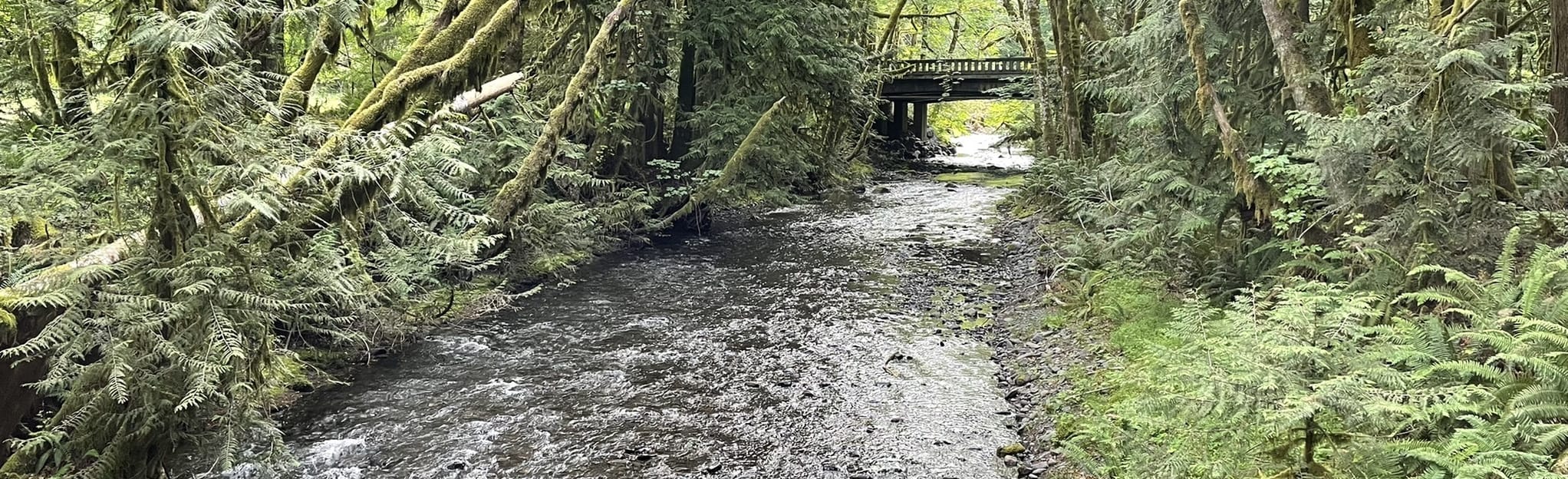 Bovee's Meadow Trail: 27 Reviews, Map - Washington | AllTrails