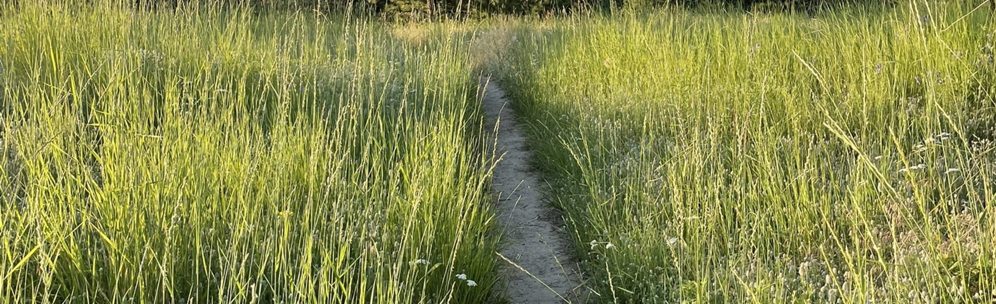 Phillips Creek Trail: 454 Reviews, Map - Washington | AllTrails