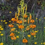 Angora Peak, Oregon - 389 Reviews, Map | AllTrails