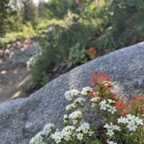 Bogus Basin Loop Trail, Idaho - 232 Reviews, Map | AllTrails
