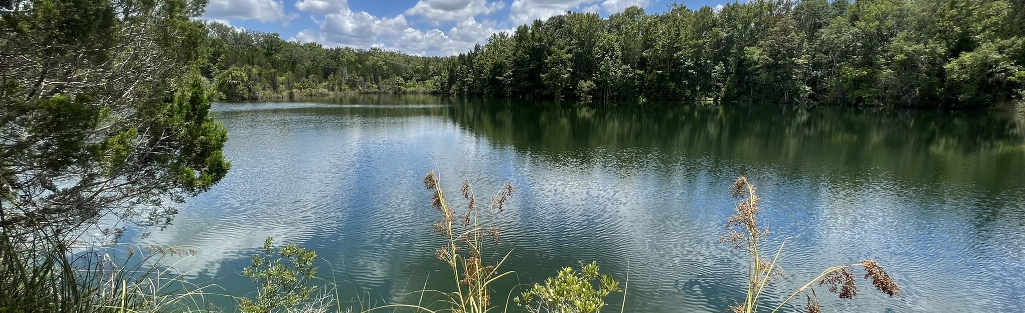 Hog Pond Loop, Florida - 208 Reviews, Map | AllTrails