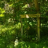 Stewart State Forest Foot Trail, New York - 432 Reviews, Map | AllTrails