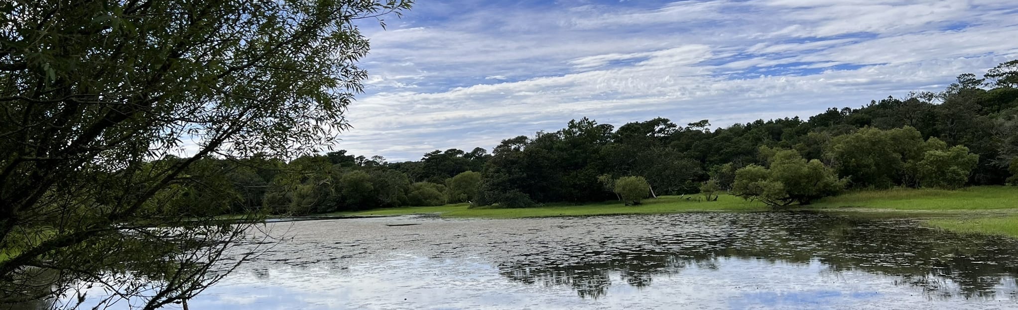 Open Ponds Trail, North Carolina - 130 Reviews, Map | AllTrails