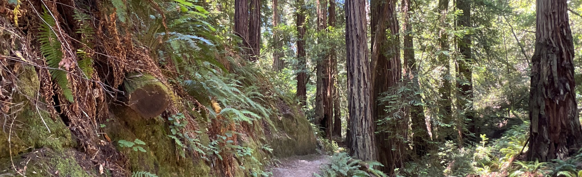 Steep Ravine, Alpine, TCC and Dipsea Loop: 10.018 Fotos - Califórnia ...