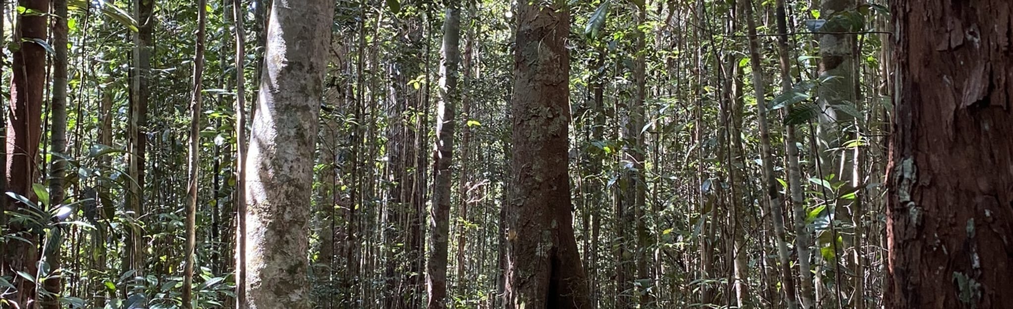 Kubah Waterfall via Waterfall dan Rayu Trails, Sarawak, Malaysia - Map ...