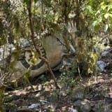 Mount Superbus Lincoln Ridge Track, Queensland, Australia - 31 Reviews ...