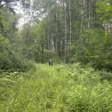 Hoist Lakes Foot Travel Area, Michigan - 112 Reviews, Map | AllTrails