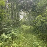 Hoist Lakes Foot Travel Area, Michigan - 112 Reviews, Map | AllTrails