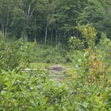 Hoist Lakes Foot Travel Area, Michigan - 121 Reviews, Map | AllTrails