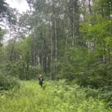 Hoist Lakes Foot Travel Area, Michigan - 113 Reviews, Map | AllTrails