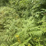 Hoist Lakes Foot Travel Area, Michigan - 113 Reviews, Map | AllTrails